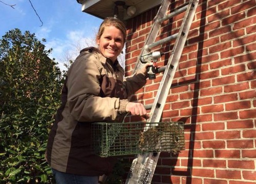Wildlife Removal Columbia Sc